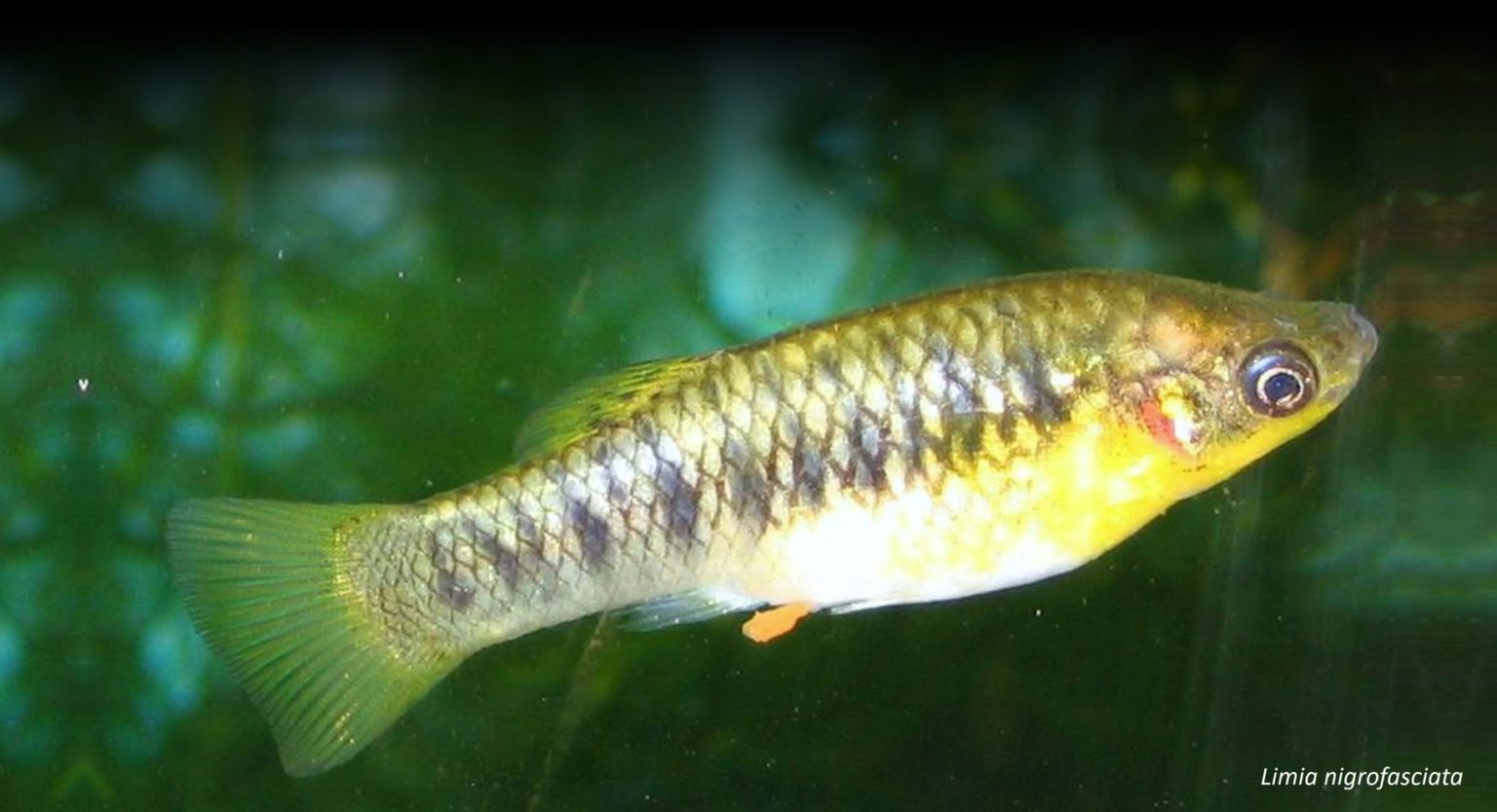 Life and habits of the Limia: Feeding strategies of a unique group of ...