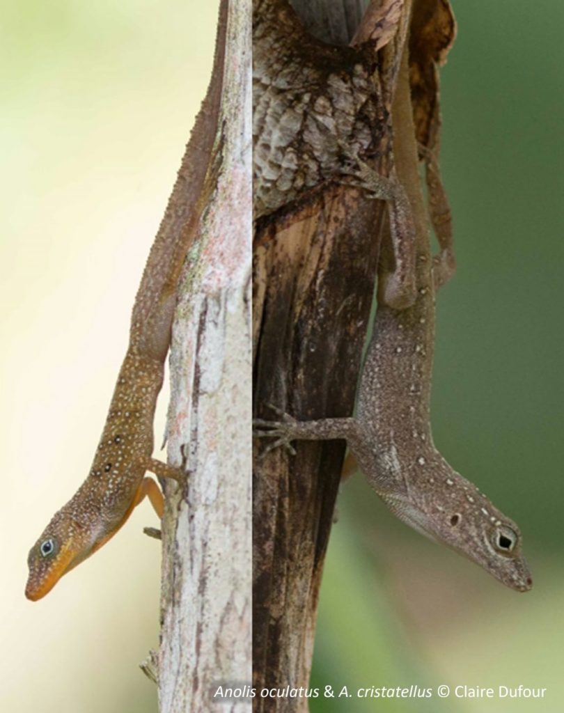 Reptiles: success for the first field mission for the MERCI project ...