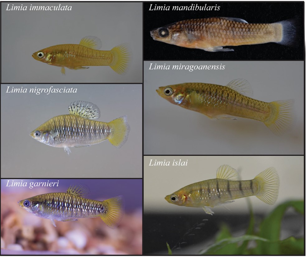 Miragoane: the lake of Haiti where fish species flourish - Caribaea ...