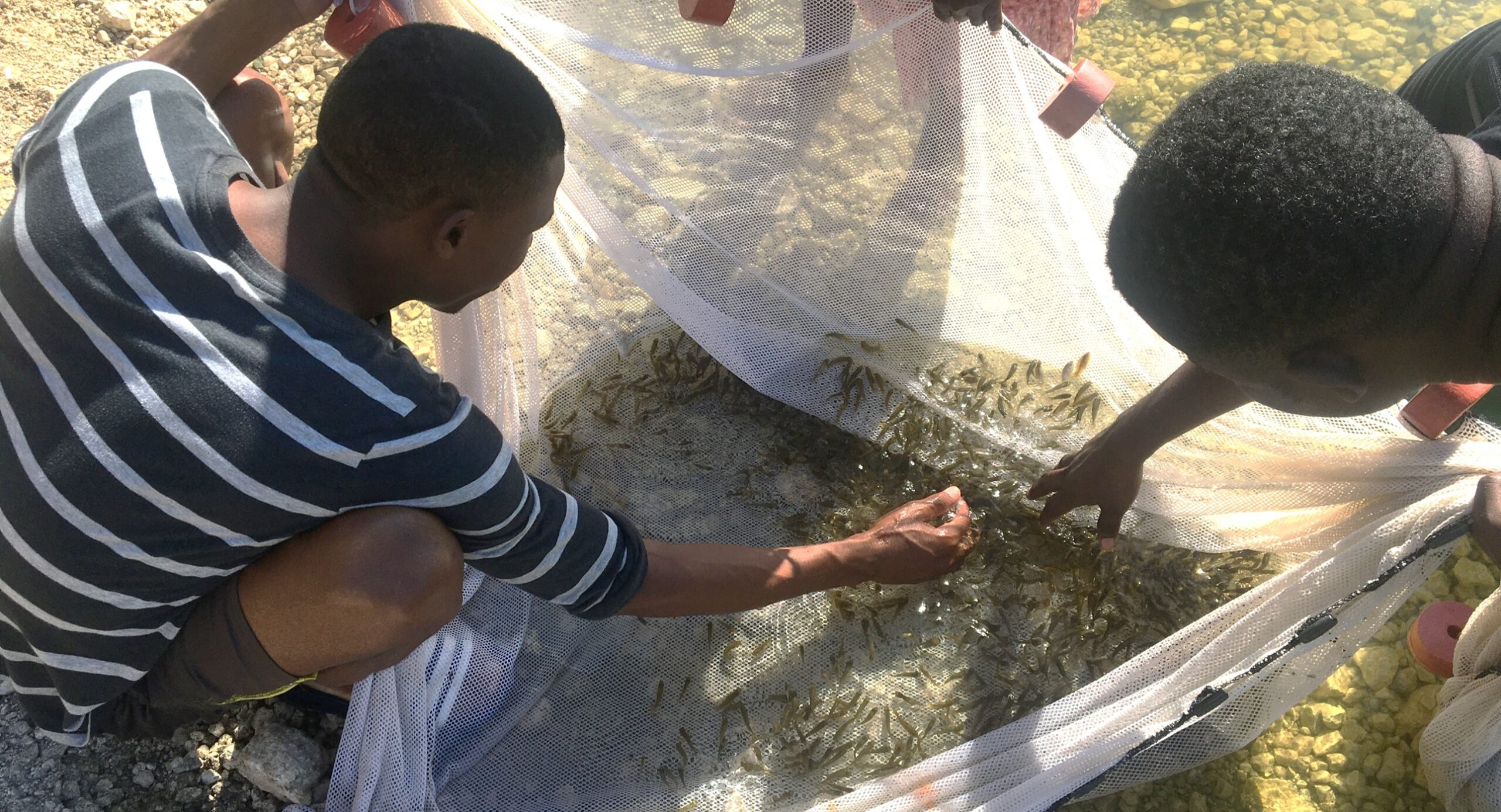 Miragoane: the lake of Haiti where fish species flourish - Caribaea ...
