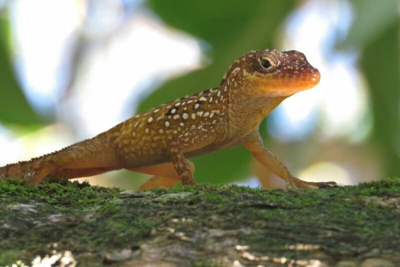 Interactions between Caribbean-endemic and exotic invasive species ...