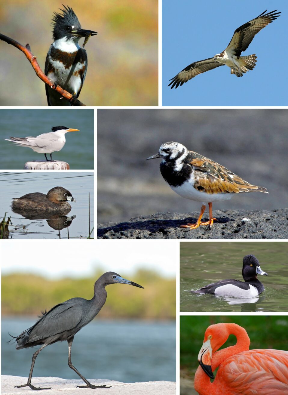 La importancia de los humedales para las aves acuáticas en Haití - Caribaea Initiative