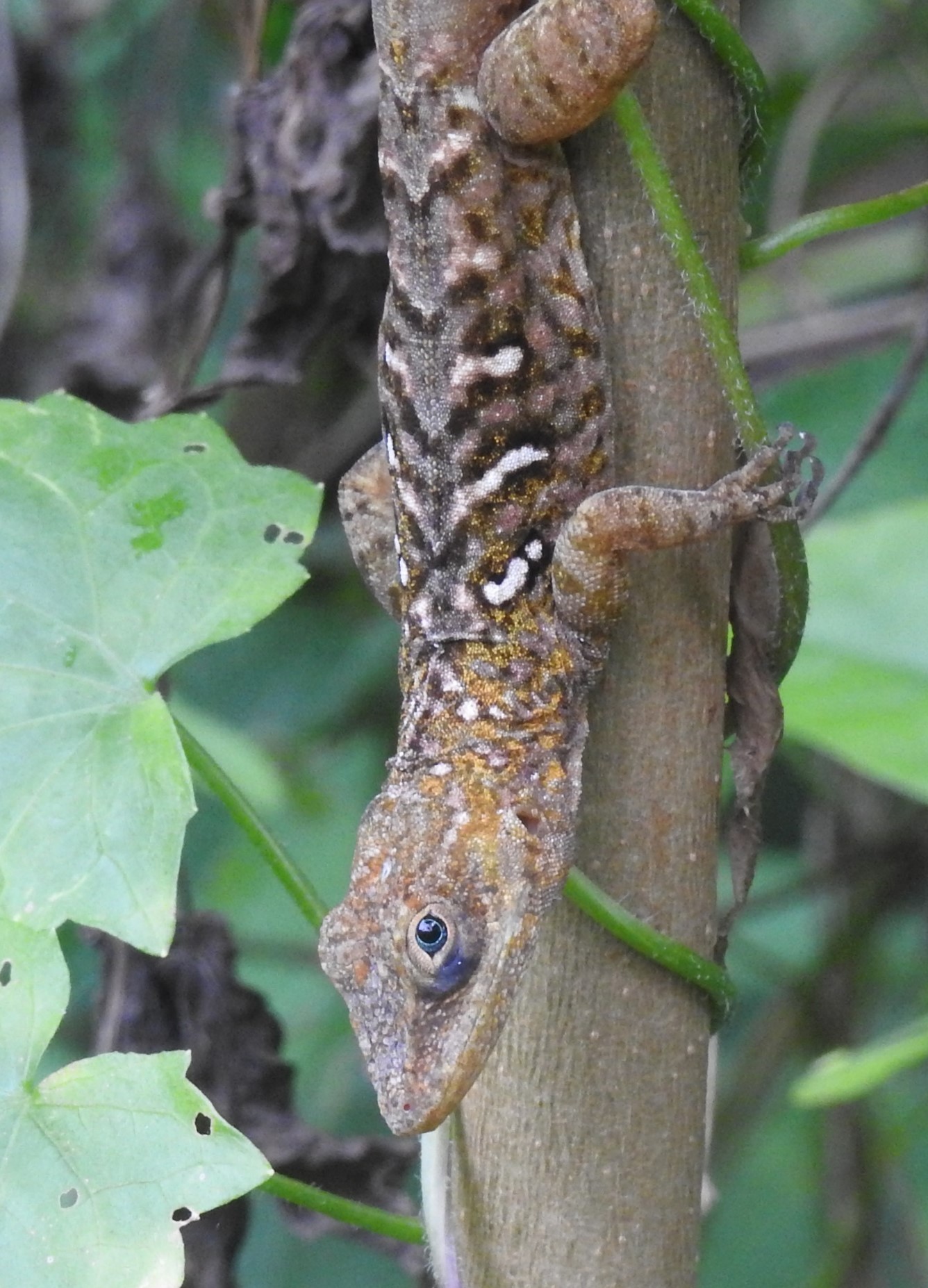 Looking for anole lizards: A mission in Dominica - Caribaea Initiative