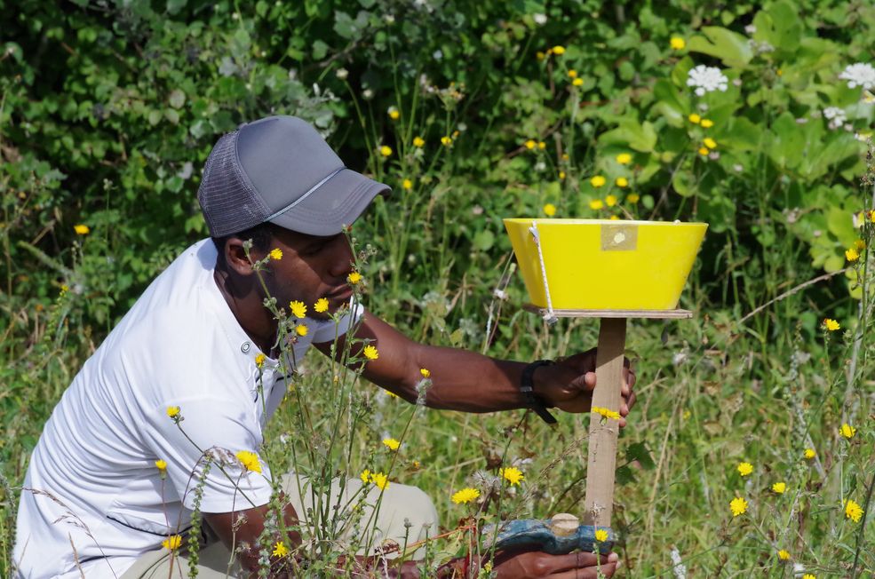 In Haiti, pollinating insects find refuge in urban green spaces of Port ...