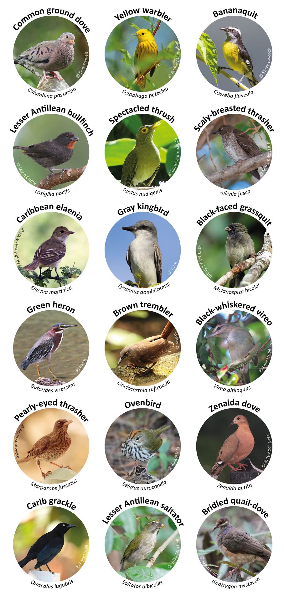 Three complementary methods for monitoring wild birds: results of the ...