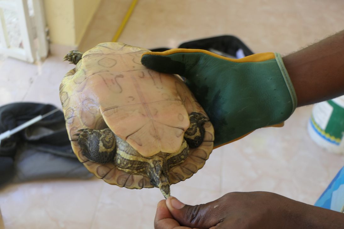 Of turtles and men: Immersion in Haiti in the footsteps of Trachemys ...