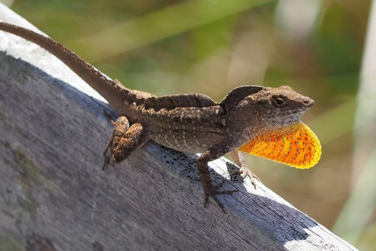 Interactions between Caribbean-endemic and exotic invasive species ...