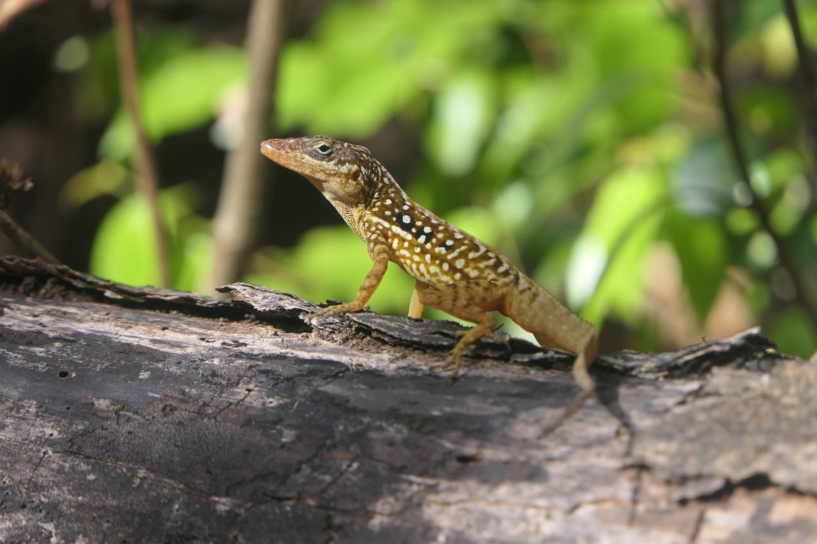 Improving collaboration thanks to Dominican lizards - Caribaea Initiative