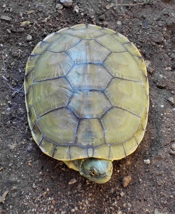 Pratiques Vaudou et traditions : implications pour la préservation des ...