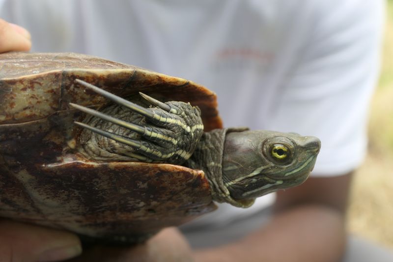 In Guadeloupe, an ecosystem rehabilitated after the invasion of exotic turtles - Caribaea Initiative