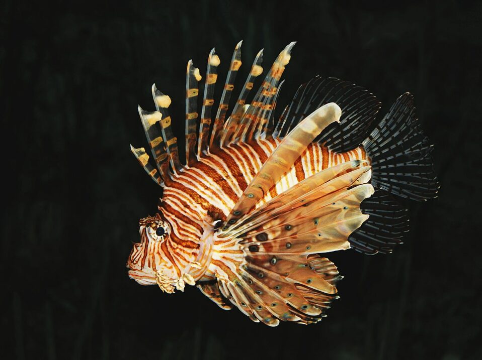 Invasive alien species: a major factor in global biodiversity loss ...