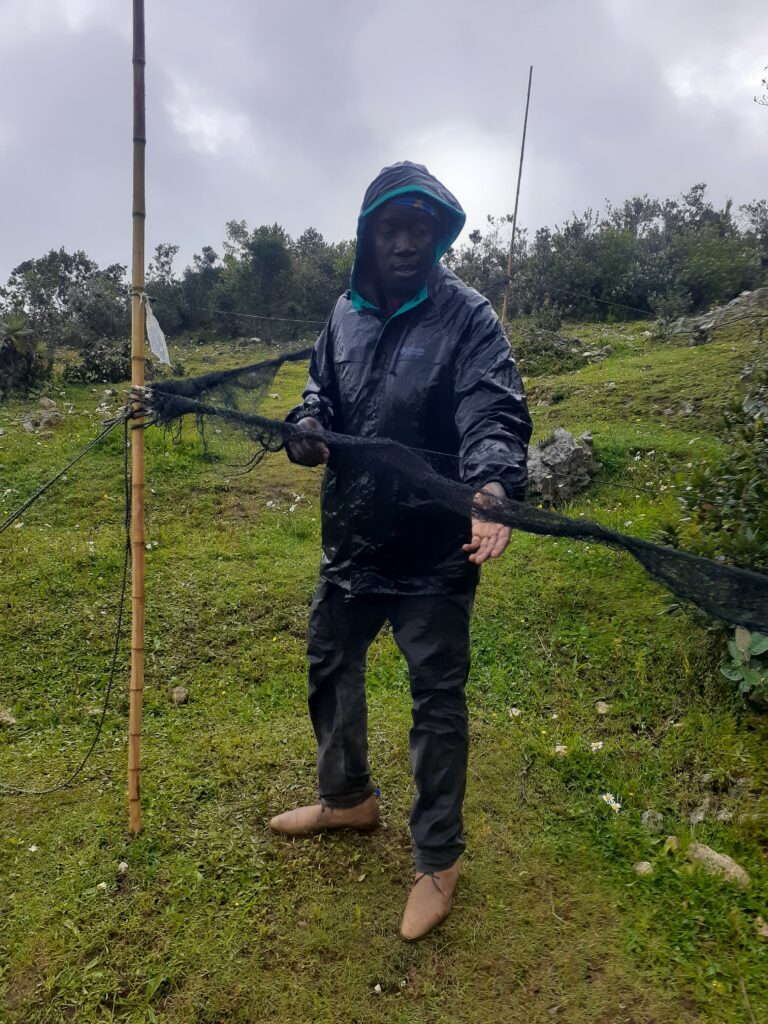 Conservación de las aves en Haití: la tenacidad de un joven ...