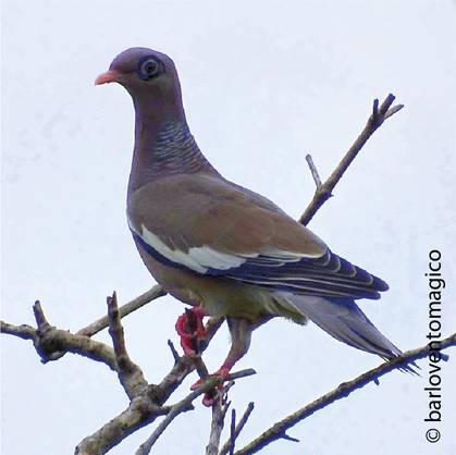 ESPACYPA Project - Caribaea Initiative