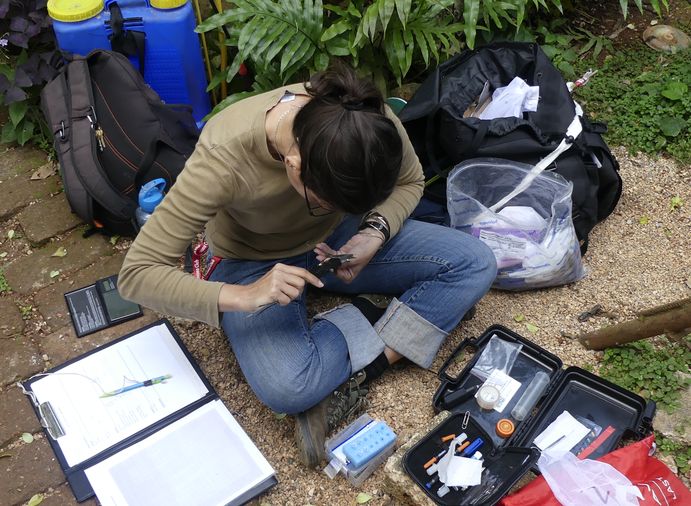 Urbanización: ¿Cómo afecta a los lagartos cubanos la vida en la jungla ...