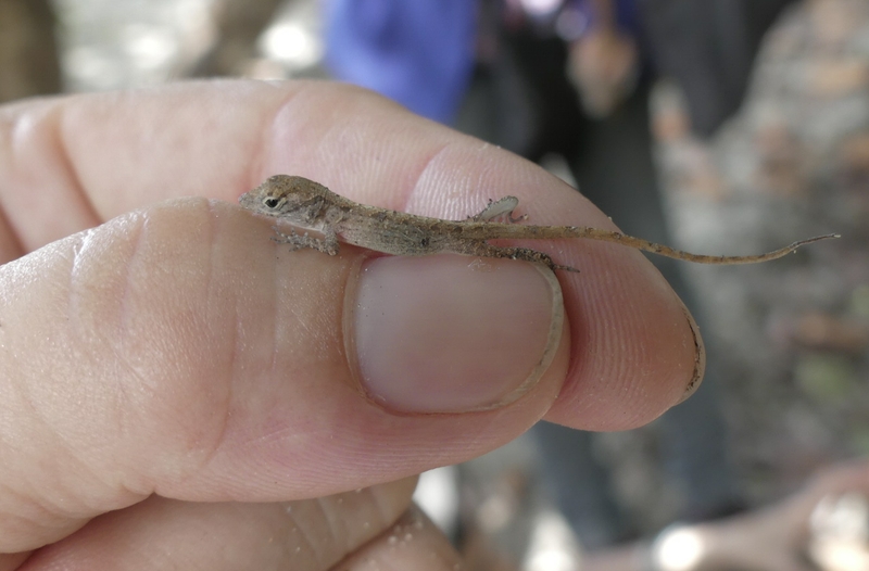 Urbanization: How Cuban lizards are impacted by life in the urban ...