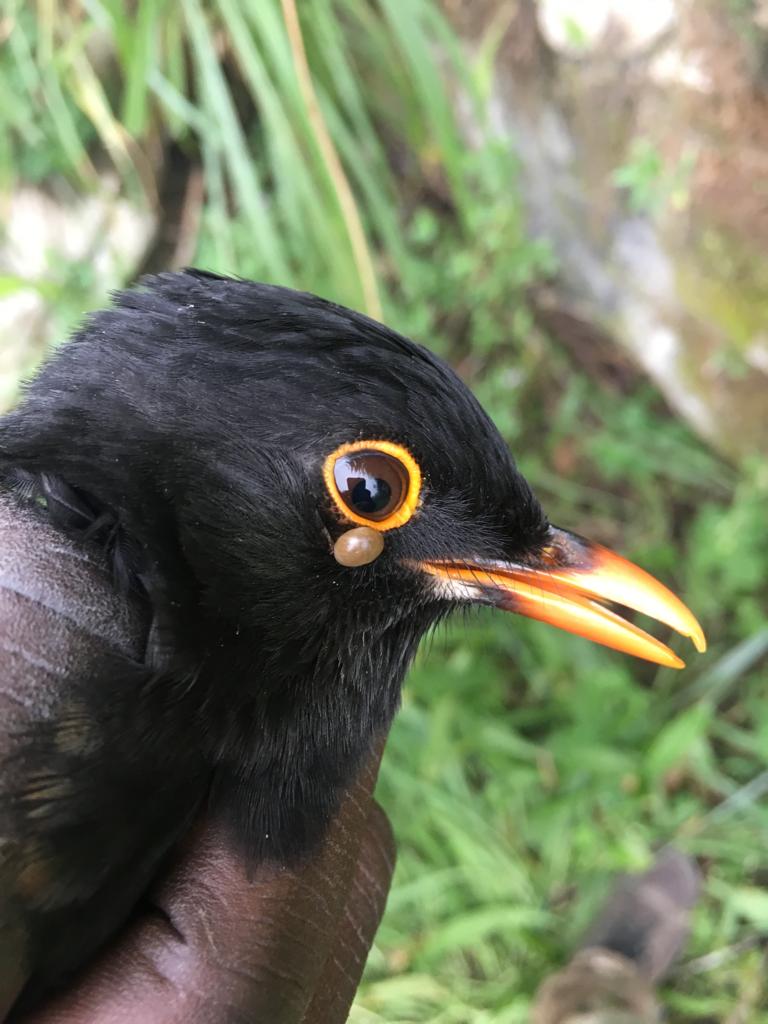 Biologie et écologie du Merle de la Selle : avancées scientifiques ...