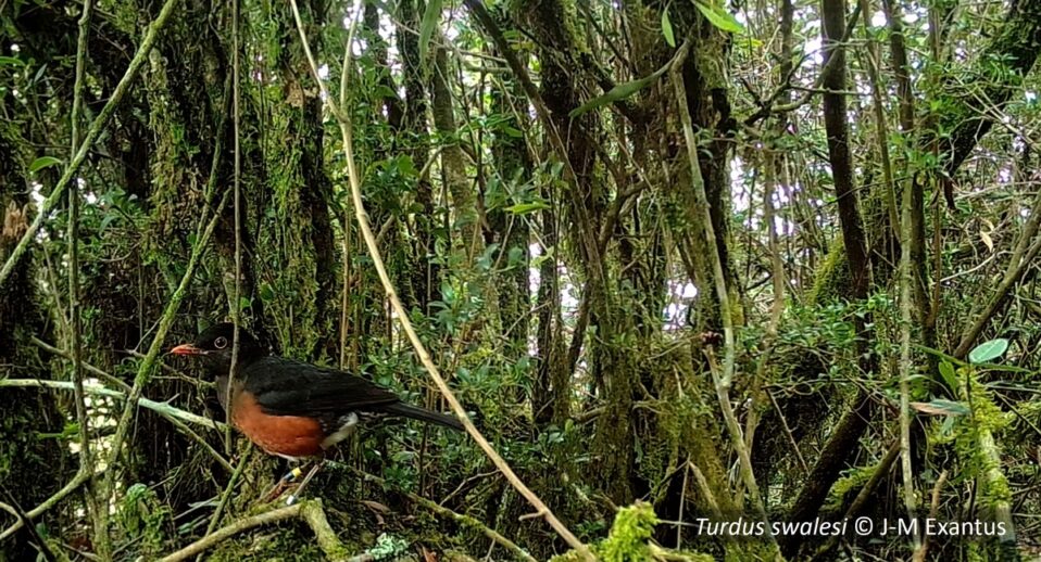 Biologie et écologie du Merle de la Selle : avancées scientifiques ...