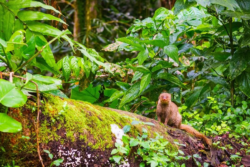 Interactions between Caribbean-endemic and exotic invasive species ...