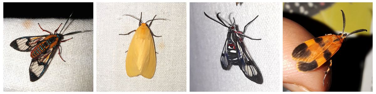 Moths and endemic plants: the remarkable biodiversity of serpentine ...