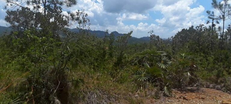 Moths and endemic plants: the remarkable biodiversity of serpentine ...