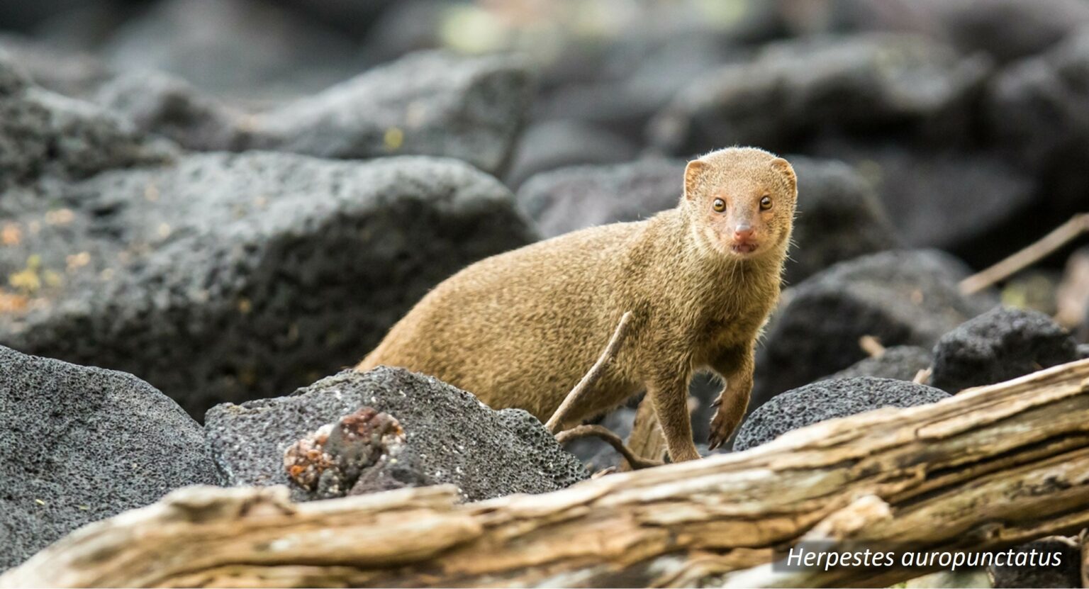 CIMBA: an innovative project to study and control exotic predatory ...