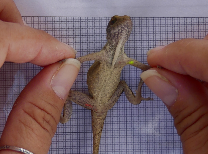Urban and forest lizards in Cuba: Shedding new light on their ...